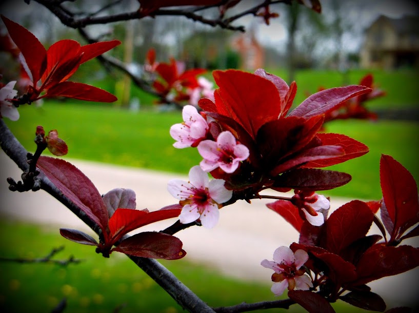 Cherry Blossoms – Scribbles Scratches and Shutterbug